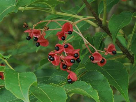 ごんずい Euscaphis japonica