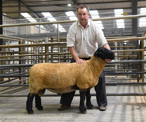 Home Suffolk Sheep Society