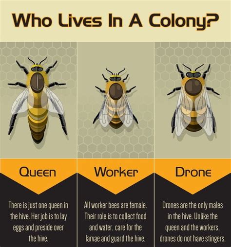 Bees Are Natural Engineers Elementary Stem Club