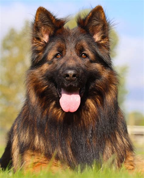 Wyn Vom Gründauer Hain Kraftwork K9