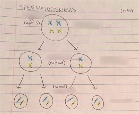 Spermatogenesis Diagram Quizlet