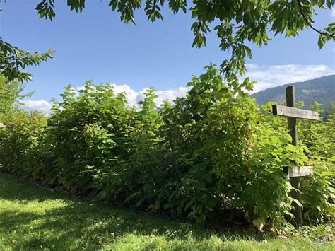 Raspberry Trellis 🌿 🛠️ Options And Steps To Support Bountiful Harvests