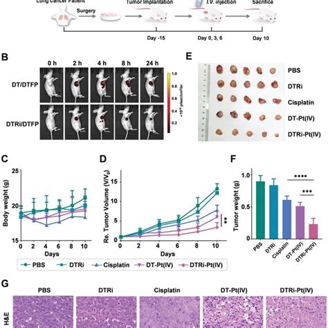 Suppression Of Ape1 Expression In Cancer Cells By Gene Silencing Using