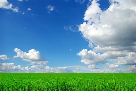Premium Photo Grass