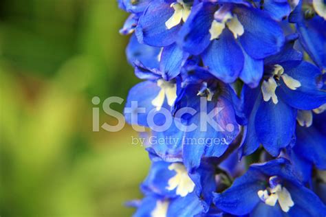 참 제비 고깔 스톡 사진 Freeimages