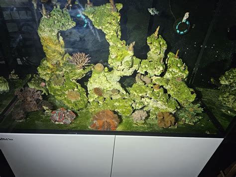 What Kinds Of Algea Is This Reef Reef