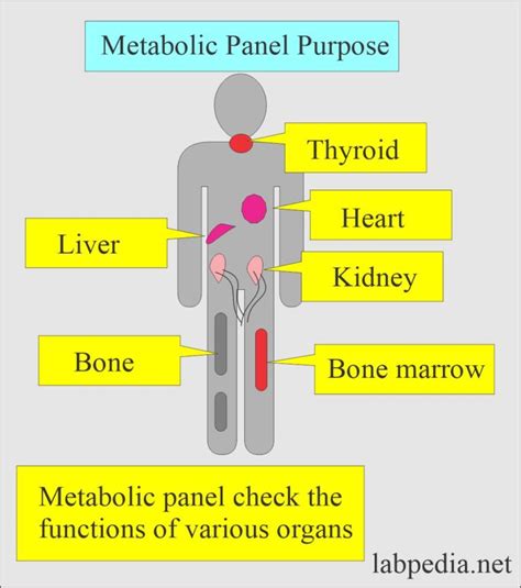 Metabolic Panel And Significance Labpedia Net
