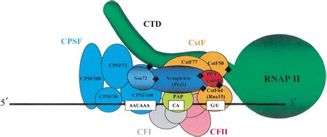 Strange Bedfellows Polyadenylation Factors At The Promoter