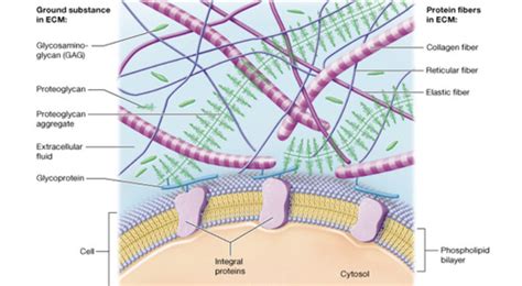 Chapter 4 Histology Aandp1 Makayla Hodges Flashcards Quizlet