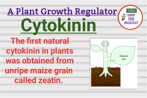 Cytokinin Chemical Structure Physiological Function And Uses