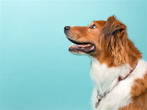 Dog Genetics 101 Dog Dna Basics Embarkvet