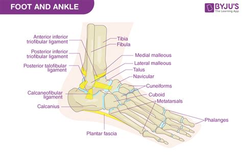 Foot Diagram With Labels
