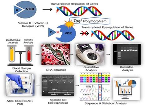 Vitamin D Receptor Gene Polymorphism Taqi Rs731236 And Its Association With The Susceptibility