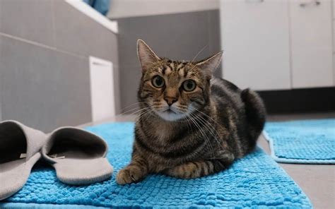 Waarom Knabbelt Mijn Kat Aan Mijn Vingers Belcat