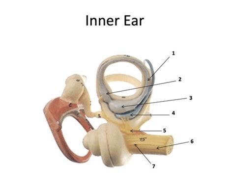 Inner Ear Flashcards Quizlet