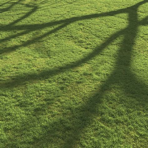 Flat Grass 3d Model Cgtrader