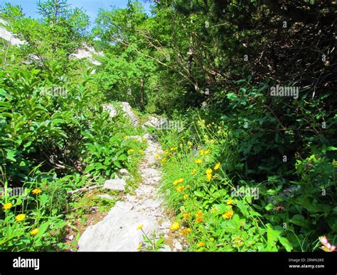 Trail Covered With Rocks Leading Throug A Alpine Bushy With Rhamnus Fallax Landscape Surrounded