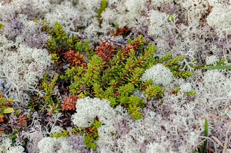 북극 툰드라 이끼 이끼 클로즈업 Cladonia Ranerina 순록 컵 이끼라고도 합니다 0명에 대한 스톡 사진 및 기타