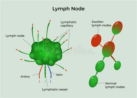 Lymph Node System Medical Illustration Stock Vector Illustration Of