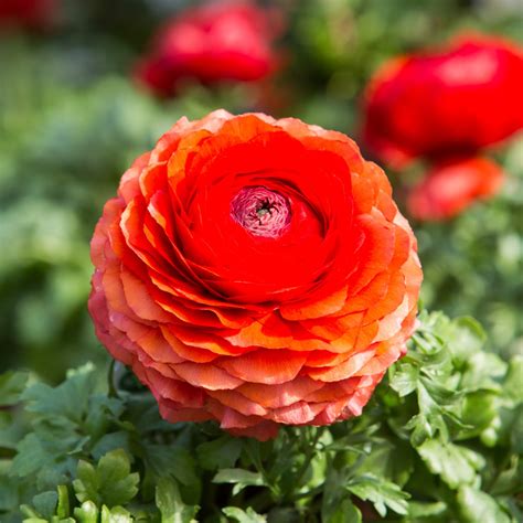 Divers Schilliger Production Ranunculus Asiaticus Pot 12 Cm Schilliger