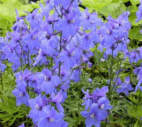 Delphinium Belladonna Piccolo Kwekerij De Boever