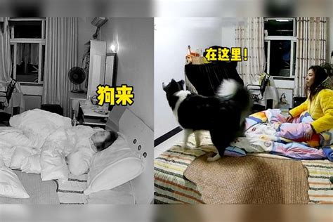 女子睡前蚊子嗡个不停，一句“狗来”边牧上场杀蚊，结局让人笑疯