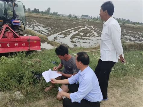 光山县孙铁铺镇：小田并大田 并出“11＞2” 中华网河南