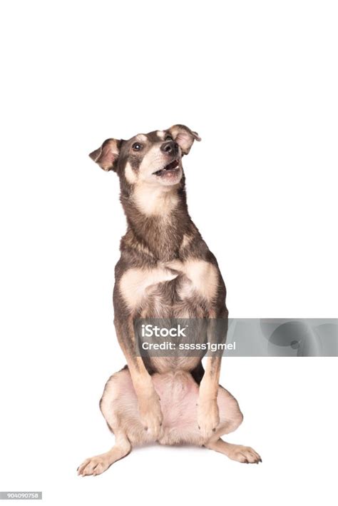 Photo Libre De Droit De Photo De Portrait Dun Chien Bâtard Adorable