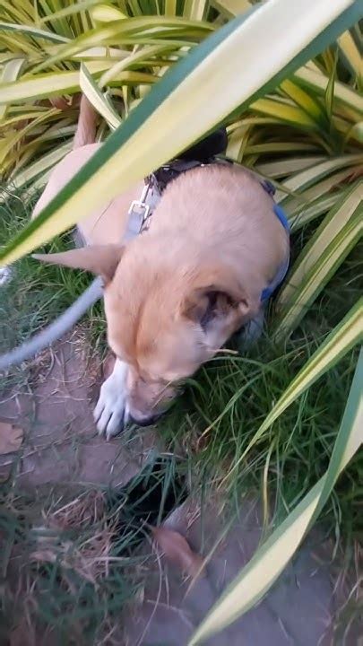 เตี้ยความจำสั้นฮับ จำไม่ได้ว่าเคยตกท่อนี้ฮับ 😅🐶 โถลูก น่าสงสาร ไม่