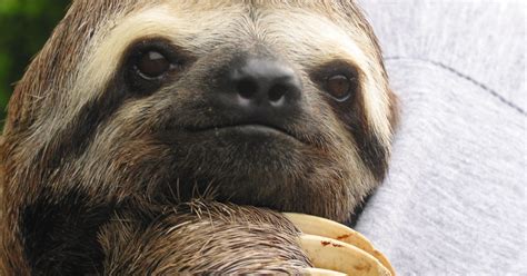 Stoner Sloth Anti Drug Campaign Missed The Mark In The Most Hilarious