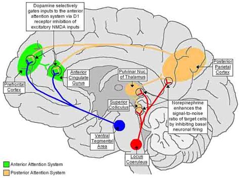 Anatomy Names And Function Of Cerebral Cortex Areas Artofit