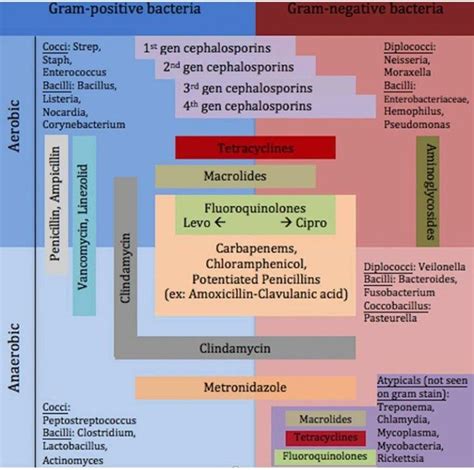 Gram Negative Bacteria List Firetery