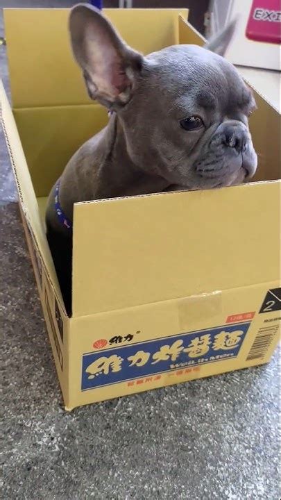 在箱子內最乖👍灰太狼 藍色法鬥 法國鬥牛犬 法鬥 稀有色 異色法鬥 法鬥日常 Youtube