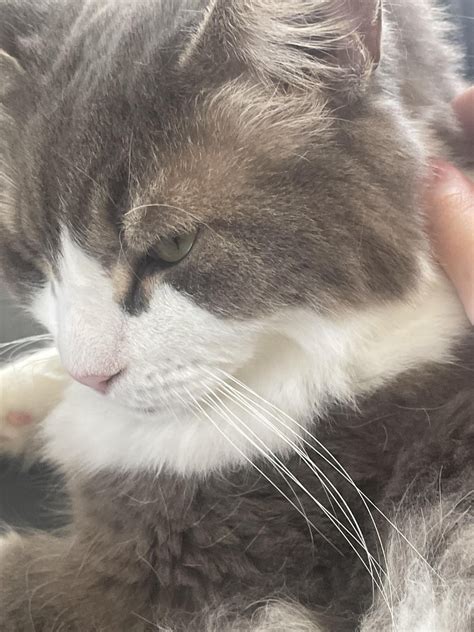 Overgrooming Rcats