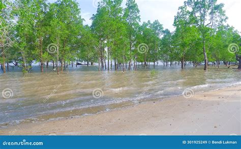 Tropical Coastal Ecosystem With Perepat Plants Sonneratia Alba Stock