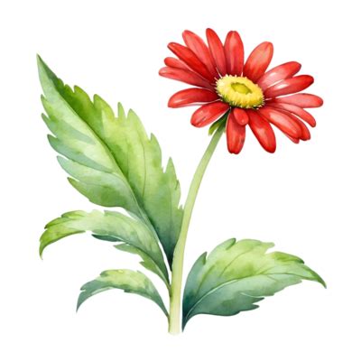Daisy Flower Watercolor PNGs For Free Download Daisy Flower Watercolor PNGs For Free Download