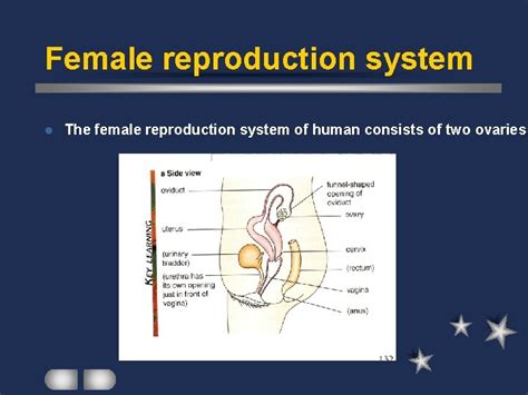 Reproduction Aseuxal Reproduction Sexual Reproduction In Plants Sexual