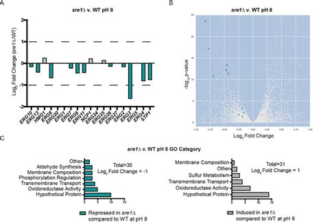 Transcriptomic Analysis Of The Sre1Δ And Wild Type Strains In Response
