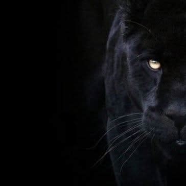 Roc Roc Threads Say More