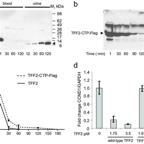 Clearance Of Recombinant Mouse Tff2 And Fusion Tff2 Ctp Flag From The