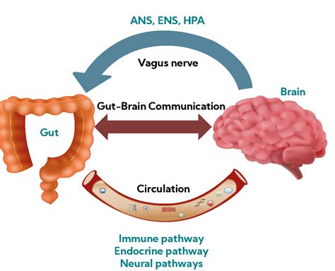 Signs Of A Healthy Gut Smiles No Piles