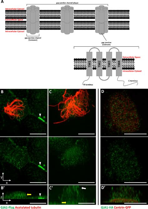 Gja1 Is Localized At The Ciliary Base And Axonemes In Addition To Gap
