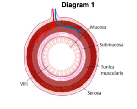 Histology Of GIT Flashcards Quizlet