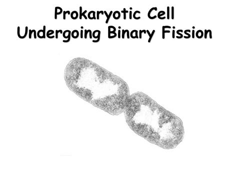 Mitosis And Meiosis Chapters 9 And Ppt Video Online Download
