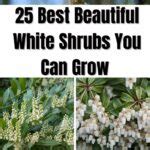 25 Of The Most Beautiful White Shrubs You Can Grow Diy And Crafts
