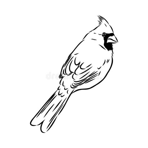 Cardinal Bird Sketch Vector Illustration Hand Drawn Red Cardinal Bird
