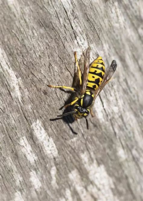 Wespen Entfernen Hellenthal Schnelle And Sichere Wespenbekämpfung