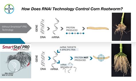 How Does Rnai Work In Smartstax Pro Crop Science Us