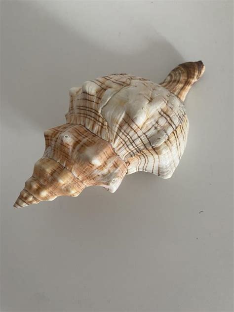 Декоративна мушля — ціна 269 грн у каталозі Статуетки Купити товари для дому та побуту за