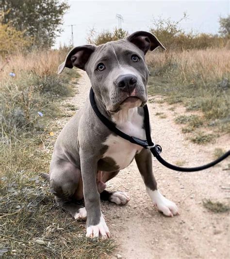 Pitbull Colors 23 Coat Color Variations Explained With Pictures